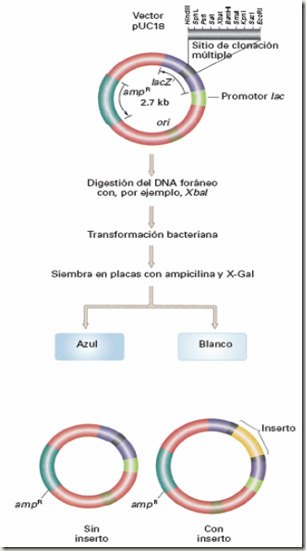 Biogenmol: El plásmido PUC